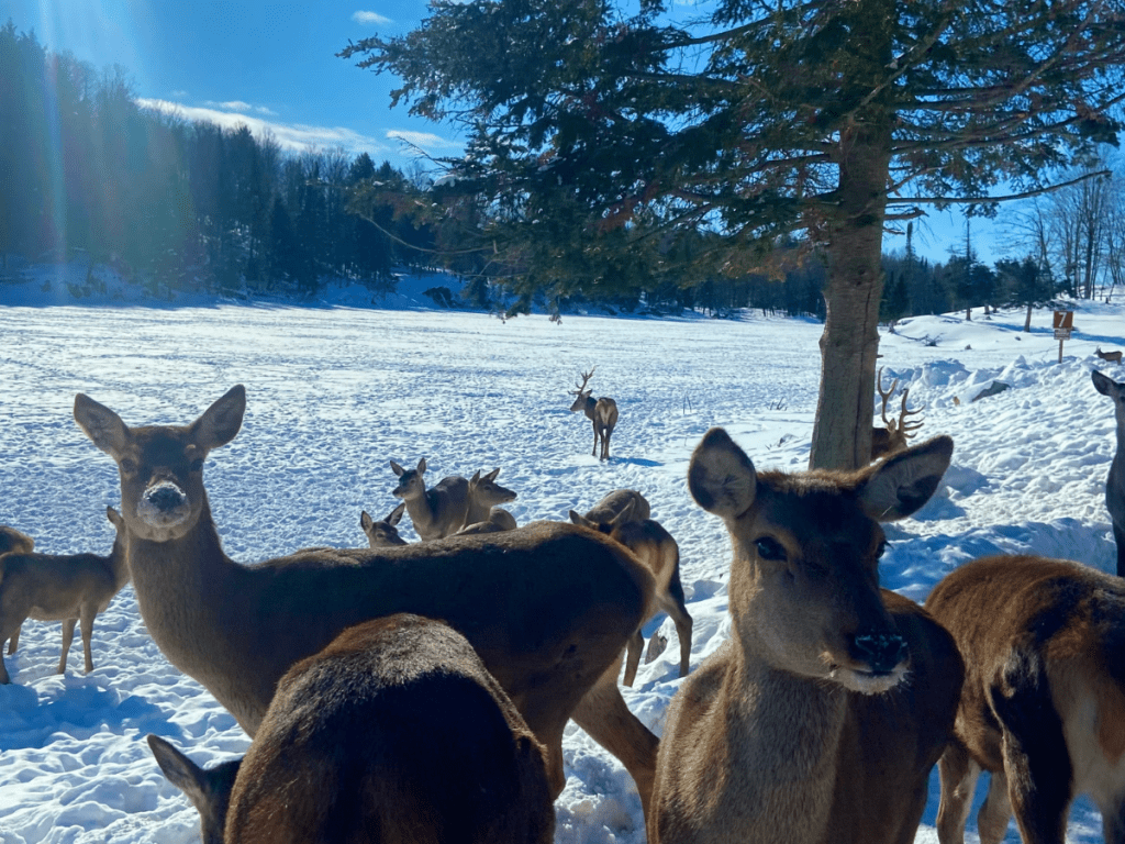 A Wildlife Safari in the Heart of Canada: Review & Guide to Parc Omega ...